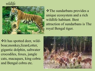 Sundarban: A Unique Wilderness of the World. | PPTX | Birdwatching ...