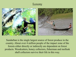 Sundarban: A Unique Wilderness of the World. | PPTX | Birdwatching ...