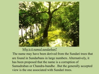 Sundarban: A Unique Wilderness of the World. | PPTX