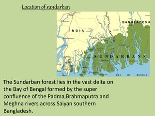 Sundarban: A Unique Wilderness of the World. | PPTX