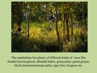 Sundarban: A Unique Wilderness of the World. | PPTX | Birdwatching ...