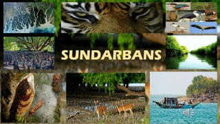 Sundarbans | PPT