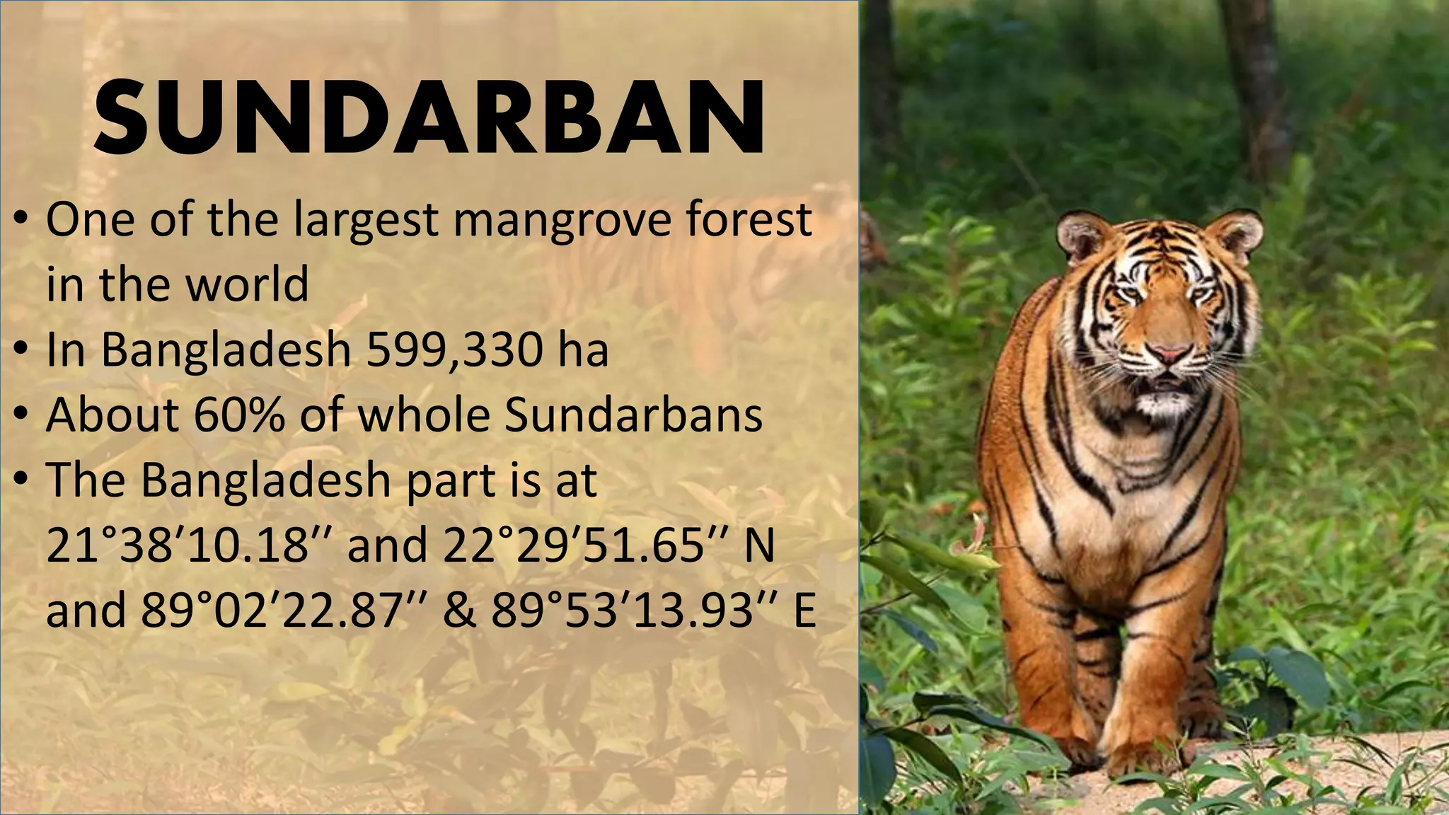 Biodiversity and conservation status of mangrove forest, Sundarbans | PPTX