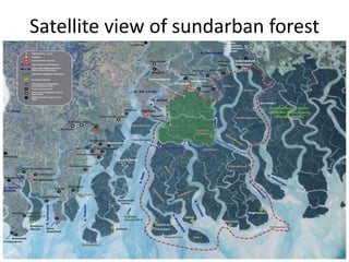 Sundarban tourism by srijon | PPTX