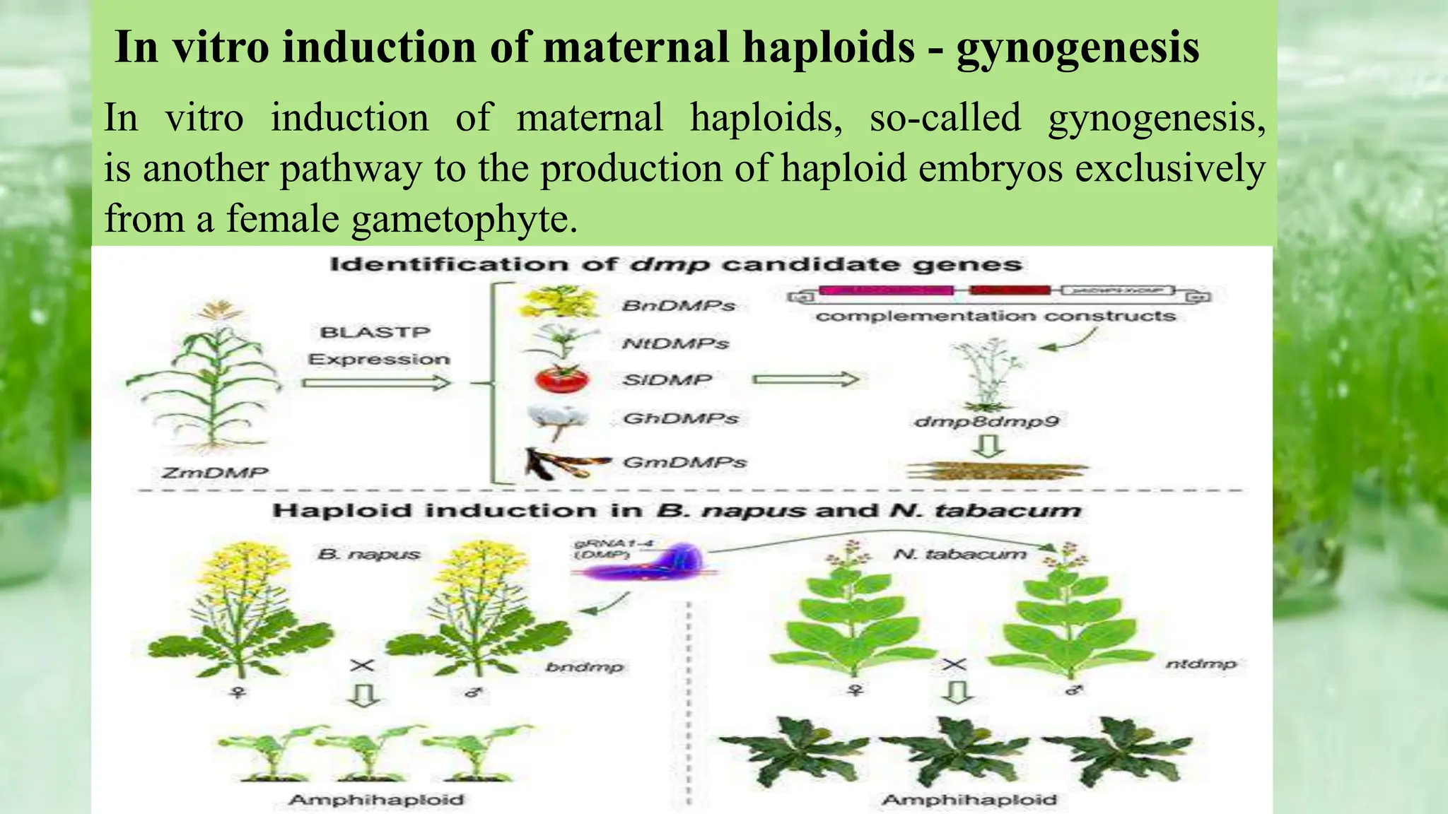 Haploidy breeding for ppt Ranjeet maurya | PPT