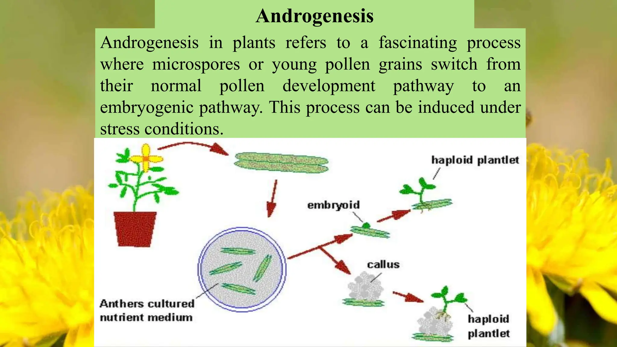 Haploidy breeding for ppt Ranjeet maurya | PPTX