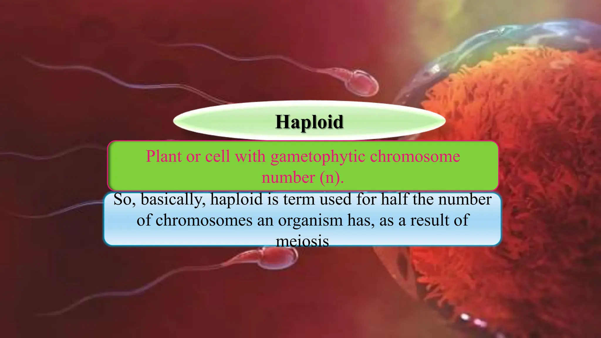 Haploidy breeding for ppt Ranjeet maurya | PPT