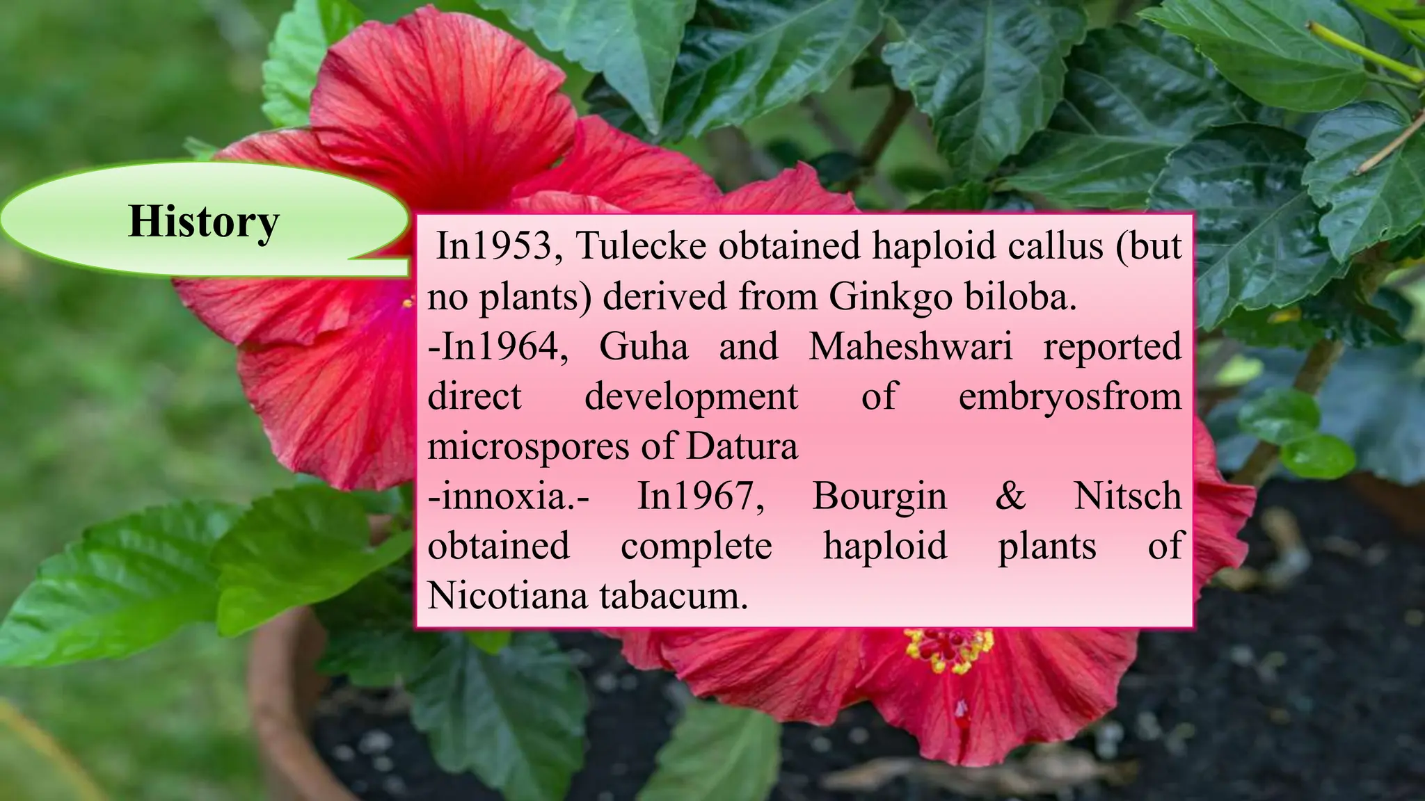 Haploidy breeding for ppt Ranjeet maurya | PPTX