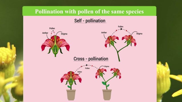 Haploidy breeding for ppt Ranjeet maurya | PPT