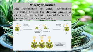 Haploidy breeding for ppt Ranjeet maurya | PPTX