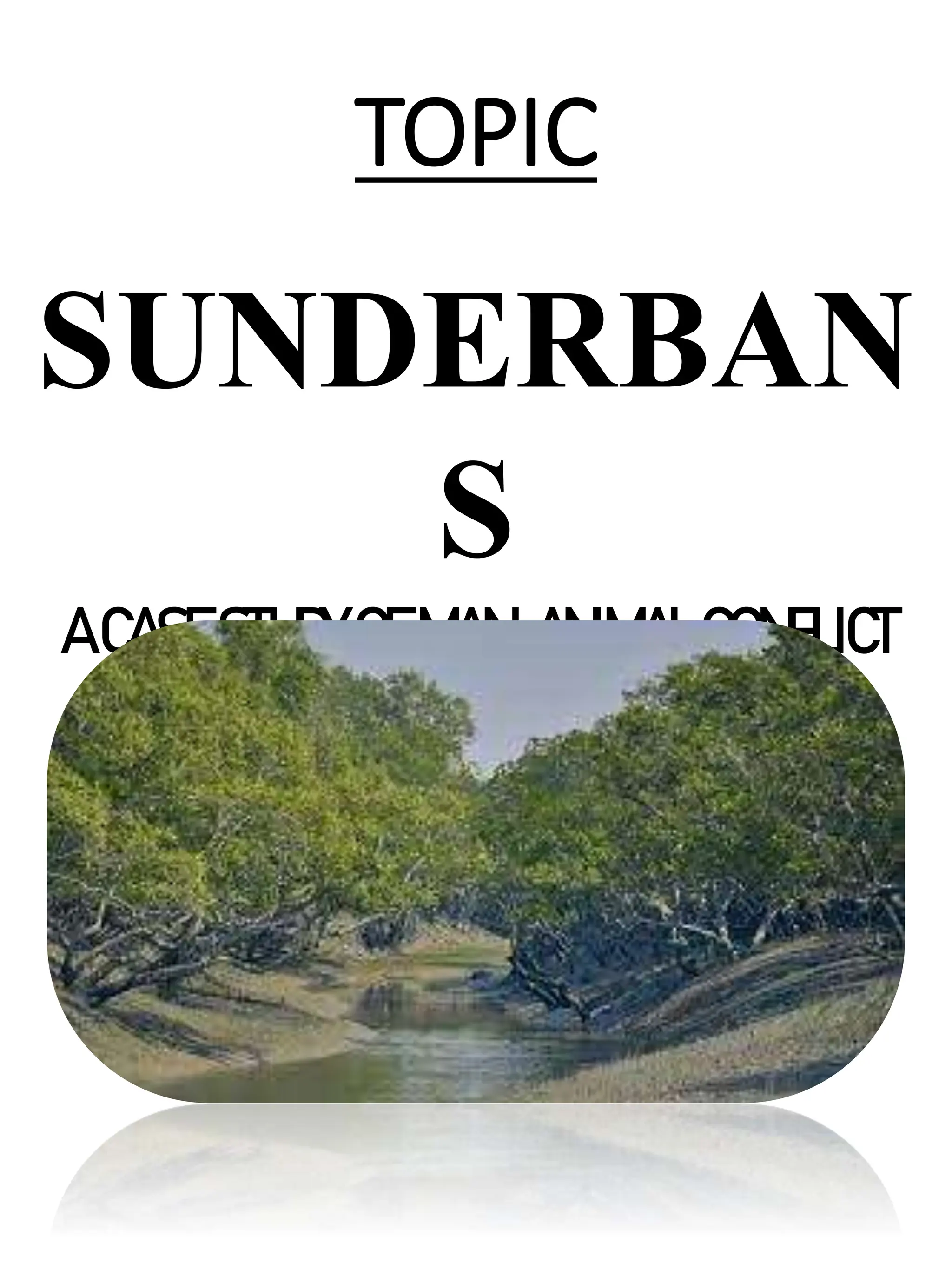 SUNDERBANS-a case study(E.V.S. PROJECT).pptx