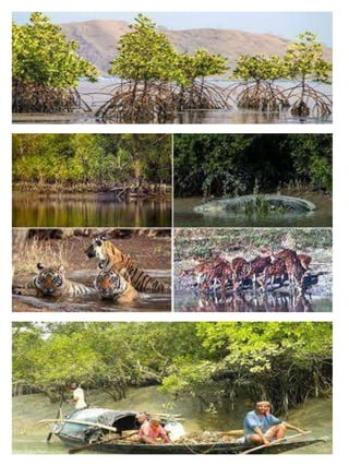 SUNDERBANS-a case study(E.V.S. PROJECT).pptx