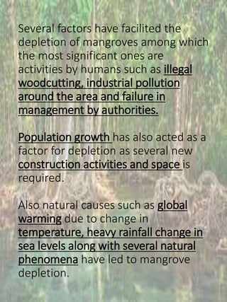 SUNDERBANS-a case study(E.V.S. PROJECT).pptx