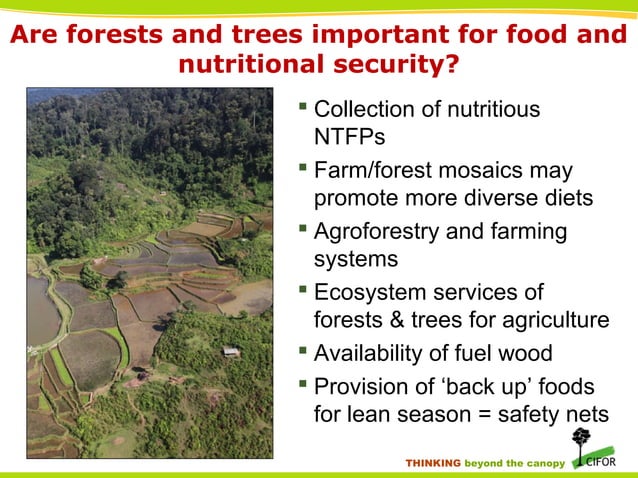 Forests, food security and nutrition | PPT
