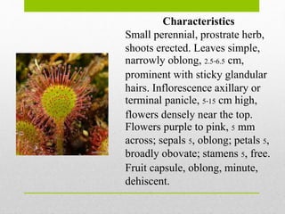 Sundew | PPTX | Gardening | Home & Garden