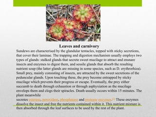Sundew | PPTX | Gardening | Home & Garden
