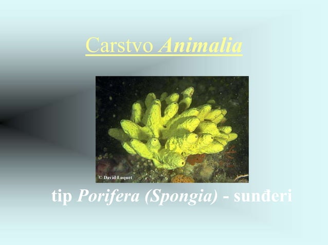 Sundjeri i dupljari tanja [autosaved] | PPT