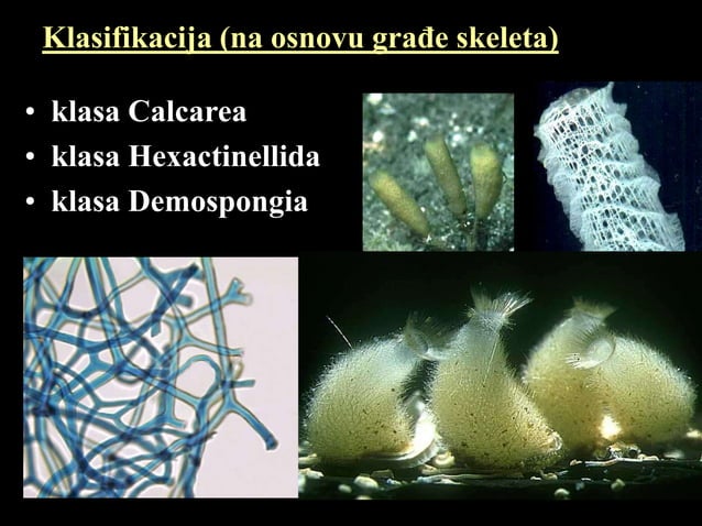 Sundjeri i dupljari tanja [autosaved] | PPT