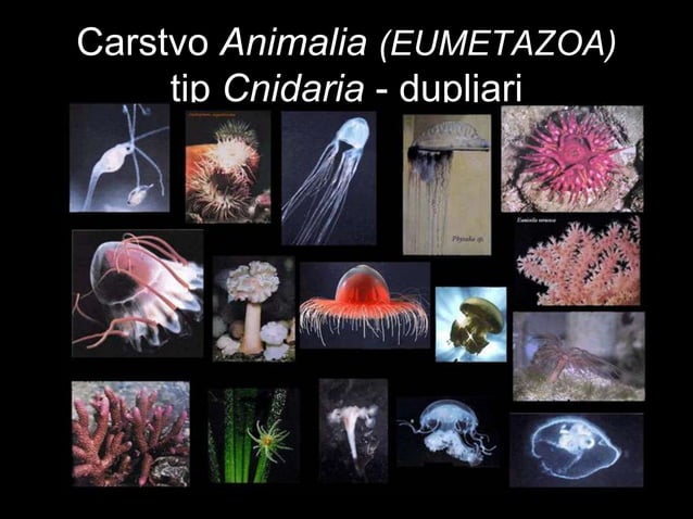 Sundjeri i dupljari tanja [autosaved] | PPT