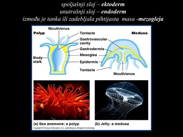 Sundjeri i dupljari tanja [autosaved] | PPT