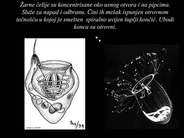Sundjeri i dupljari tanja [autosaved] | PPT