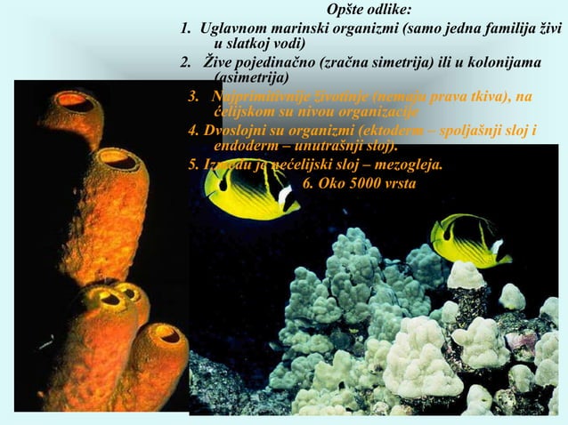 Sundjeri i dupljari tanja [autosaved] | PPT