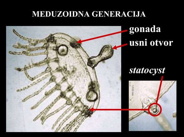 Sundjeri i dupljari tanja [autosaved] | PPT