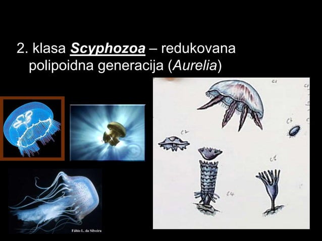 Sundjeri i dupljari tanja [autosaved] | PPT