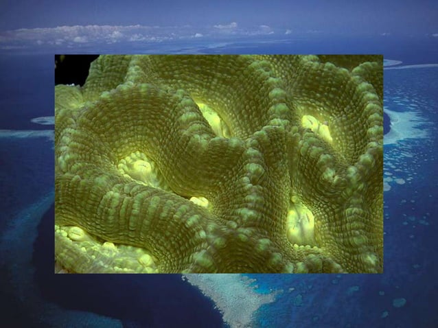 Sundjeri i dupljari tanja [autosaved] | PPT