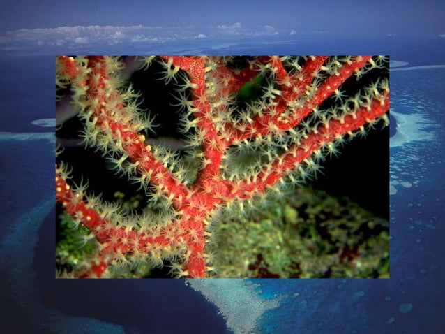 Sundjeri i dupljari tanja [autosaved] | PPT