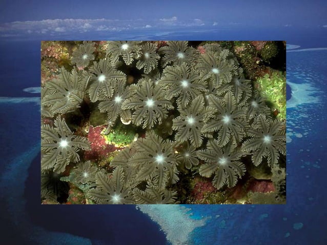 Sundjeri i dupljari tanja [autosaved] | PPT