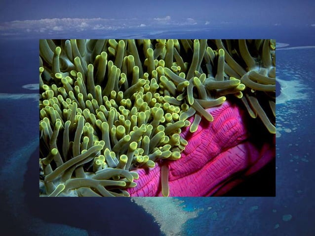 Sundjeri i dupljari tanja [autosaved] | PPT