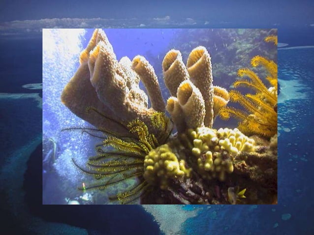 Sundjeri i dupljari tanja [autosaved] | PPT