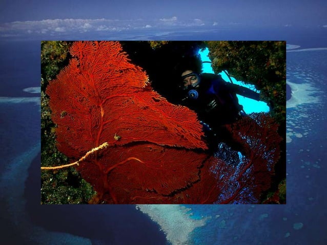 Sundjeri i dupljari tanja [autosaved] | PPT