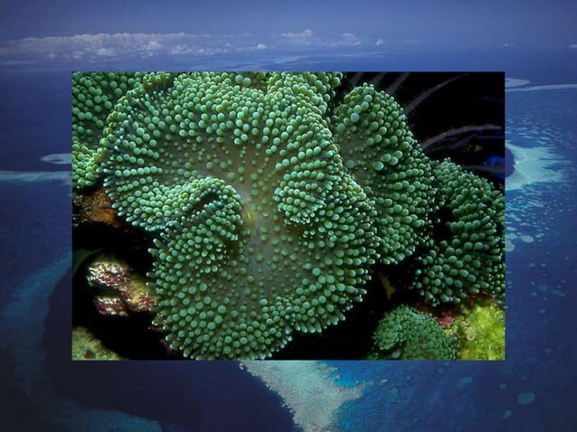 Sundjeri i dupljari tanja [autosaved] | PPT