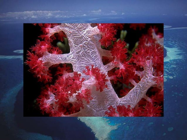 Sundjeri i dupljari tanja [autosaved] | PPT