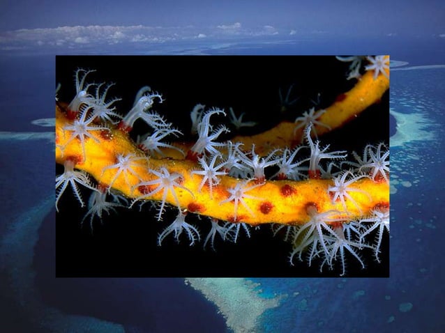 Sundjeri i dupljari tanja [autosaved] | PPT