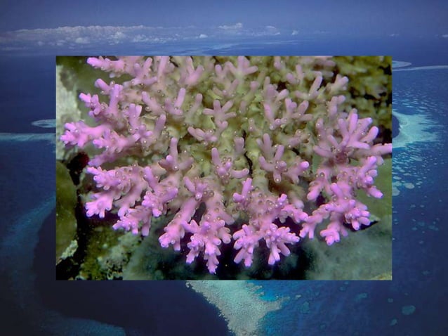 Sundjeri i dupljari tanja [autosaved] | PPT