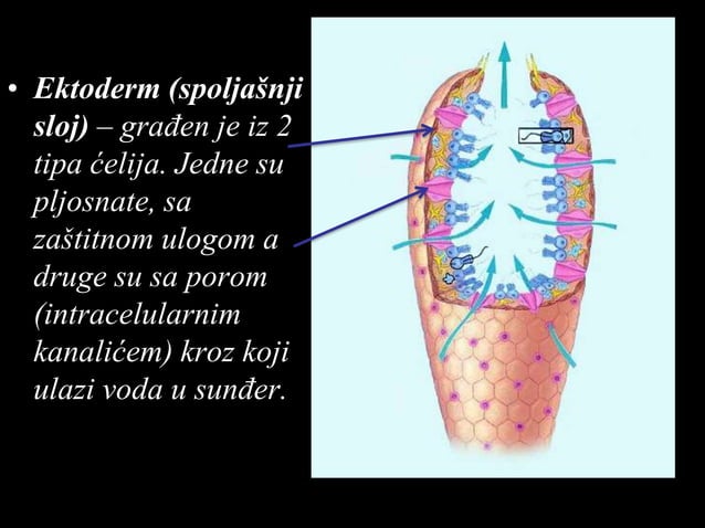 Sundjeri i dupljari tanja [autosaved] | PPT