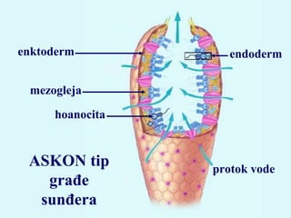 Sundjeri i dupljari tanja [autosaved] | PPT