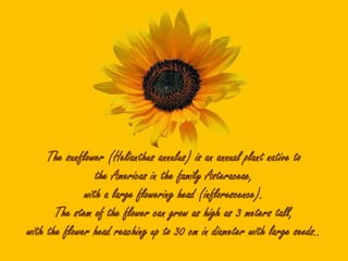 Sunflower | PPSX