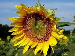Sunflower | PPS