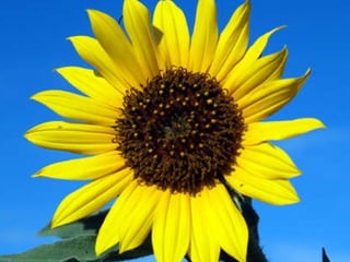Sunflower | PPS