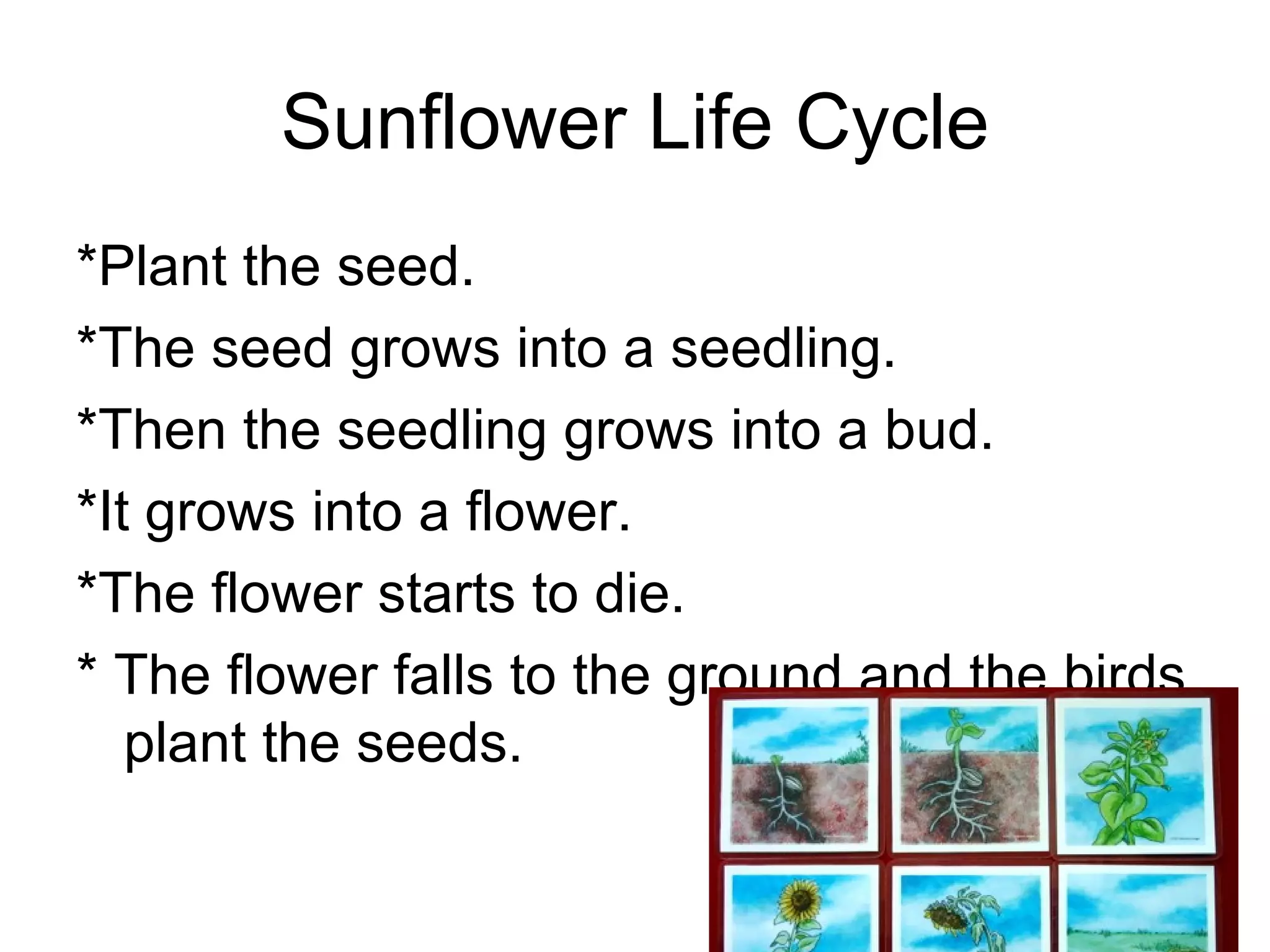 Sunflower | PPT | Gardening | Home & Garden