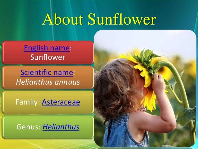 Sunflower sunflower