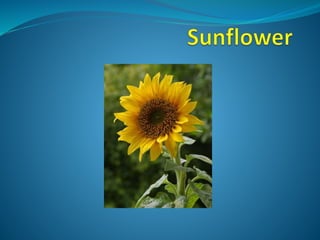 Sunflower | PPTX