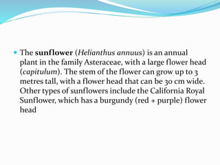 Sunflower | PPTX