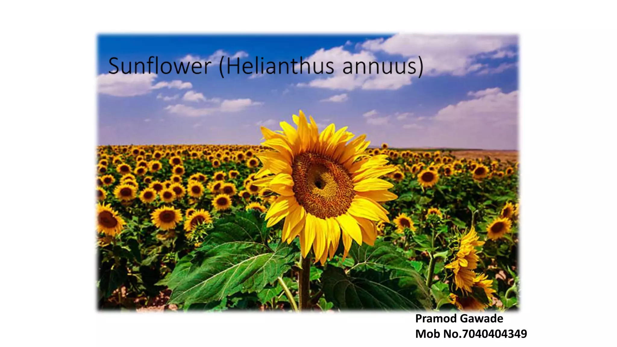Disease and pest management of Sunflower. | PPTX