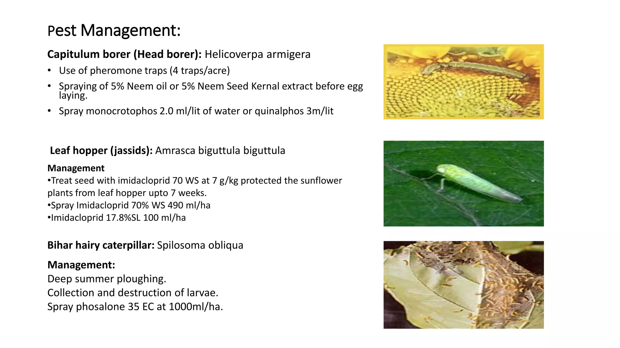 Disease and pest management of Sunflower. | PPTX
