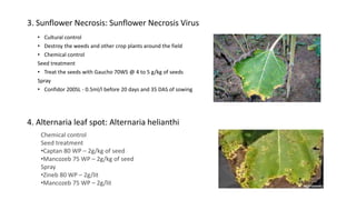 Disease and pest management of Sunflower. | PPTX